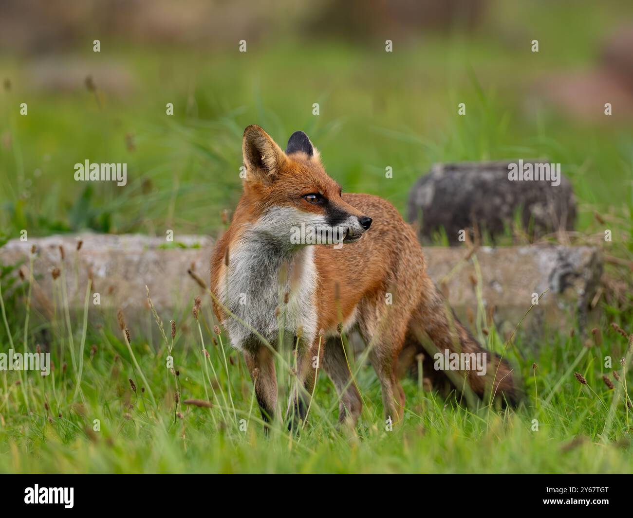 Red fox [vulpes vulpes] on the prowl in the city of Bristol, UK Stock ...