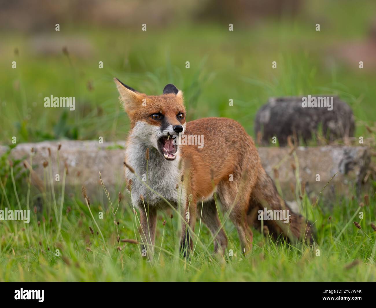 Red fox [vulpes vulpes] on the prowl in the city of Bristol, UK Stock ...