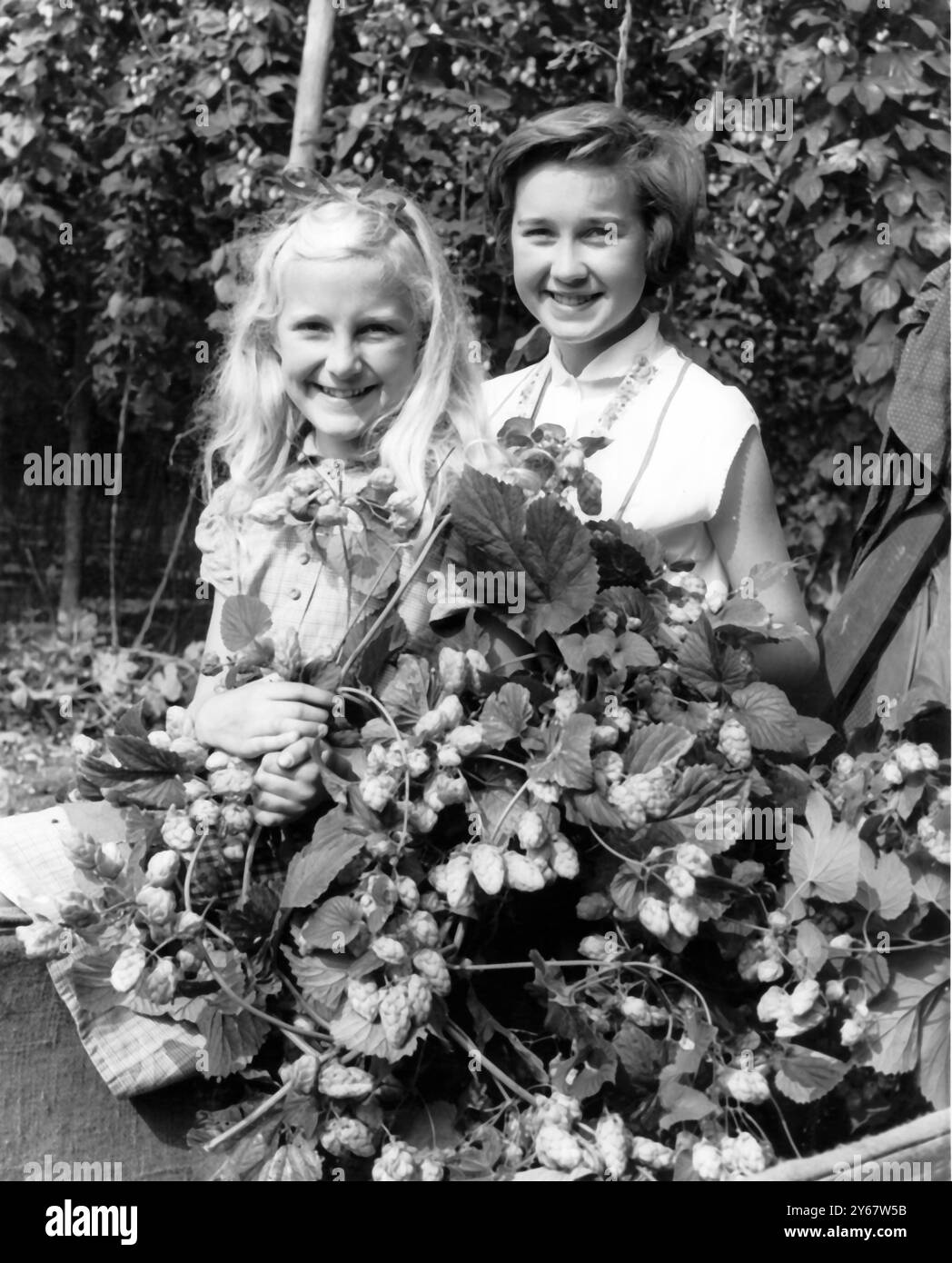 Sisters Angela and Jennifer Hall in the hop fields Paddock Wood Kent ...
