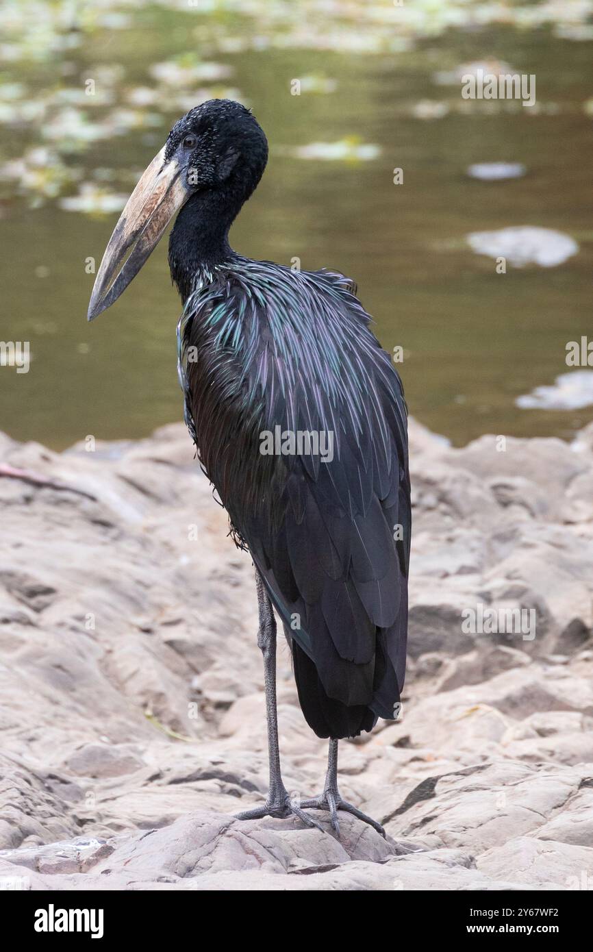 African Openbill (Anastomus lamelligerus) rear view at waterhole ...
