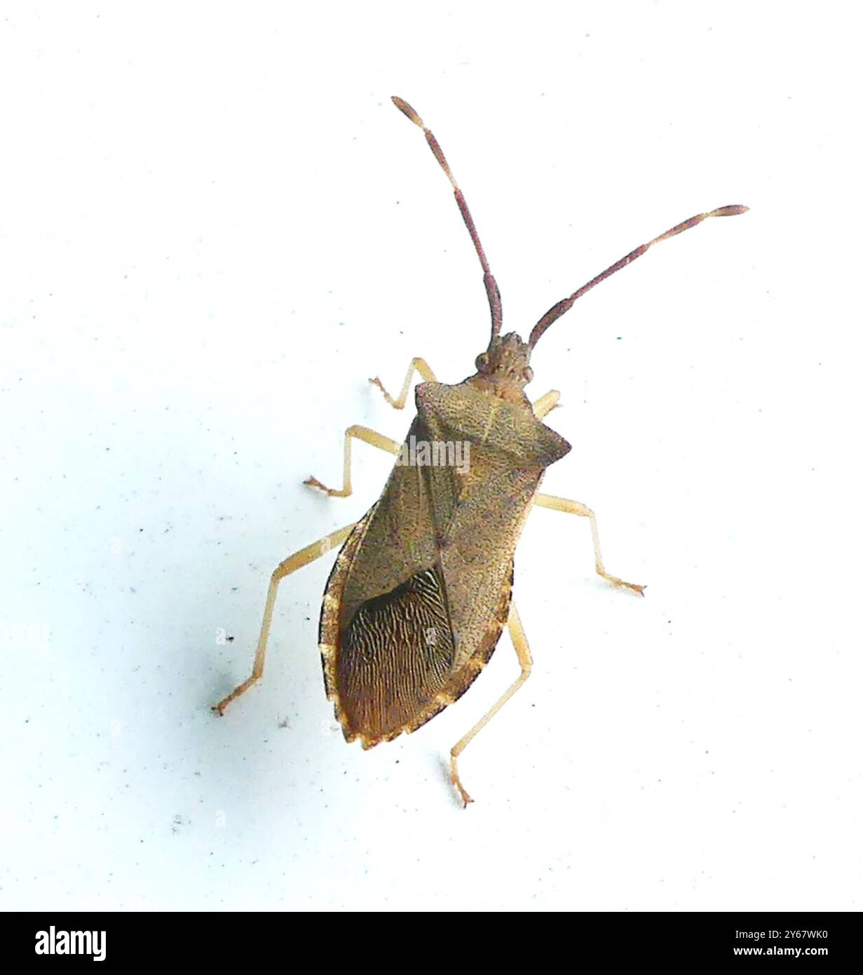 BOX BUG Gonocerus acuteangulatus. Photo: Tony Gale Stock Photo - Alamy