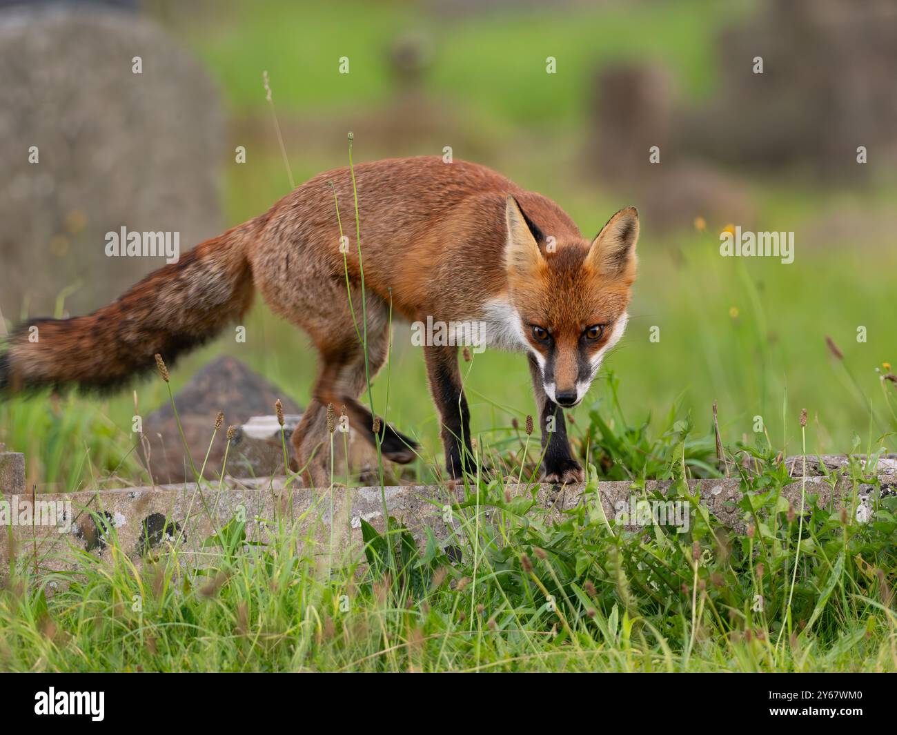 Red fox [vulpes vulpes] on the prowl in the city of Bristol, UK Stock ...