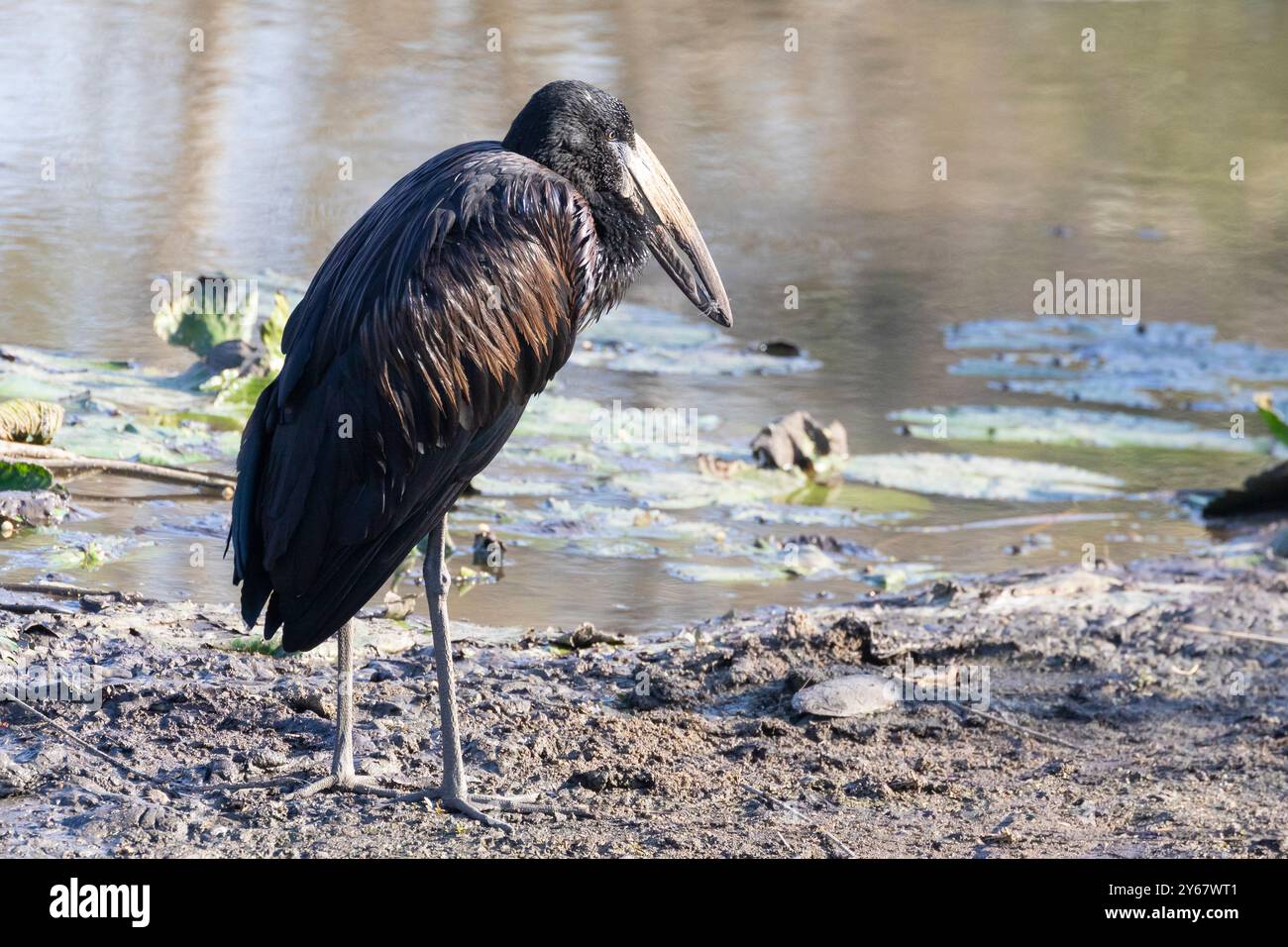 African Openbill (Anastomus lamelligerus) at waterhole, Limpopo, South ...