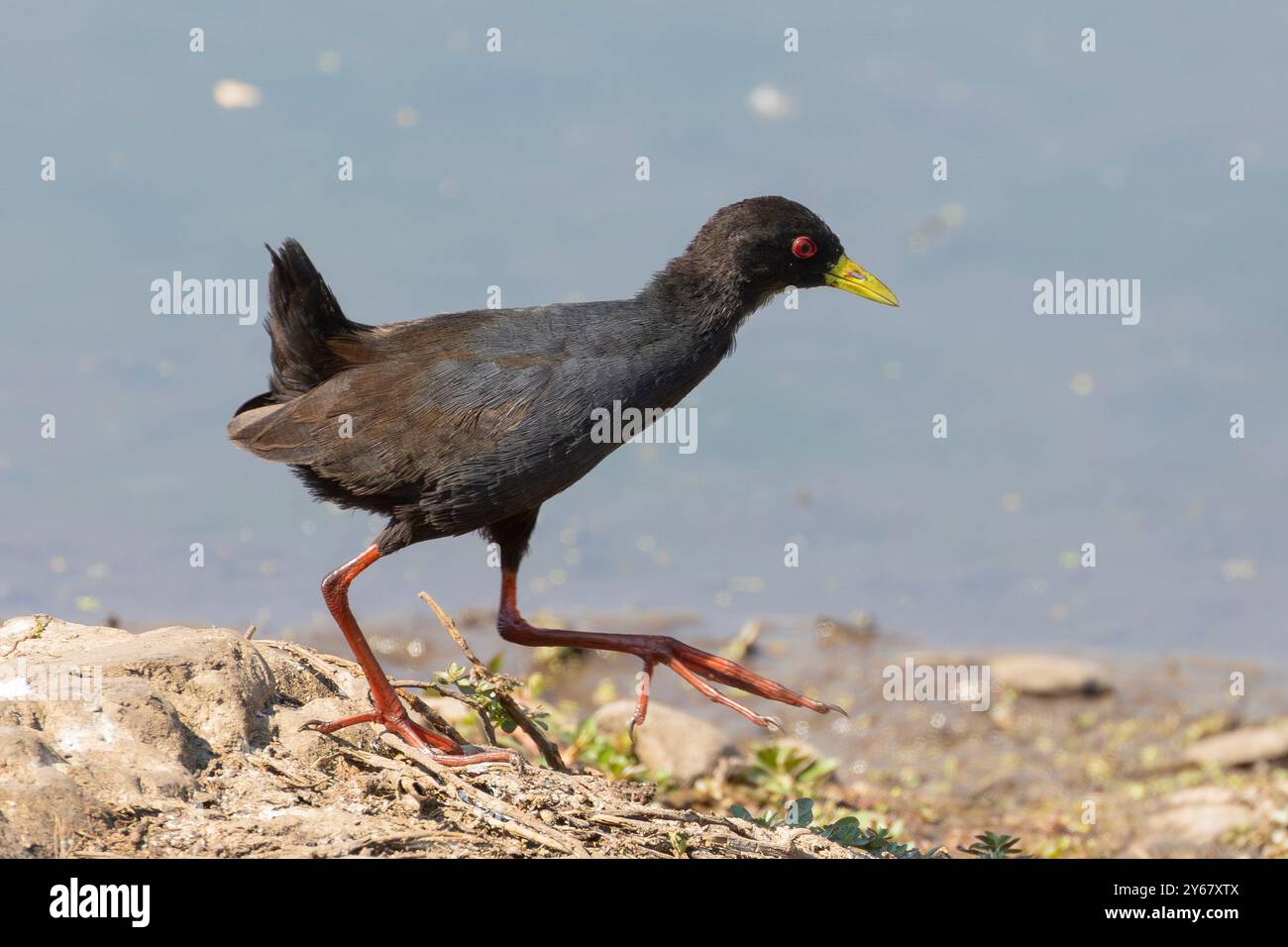 Black Crake (Zapornia flavirostra) in wetland habitat, Kruger National ...