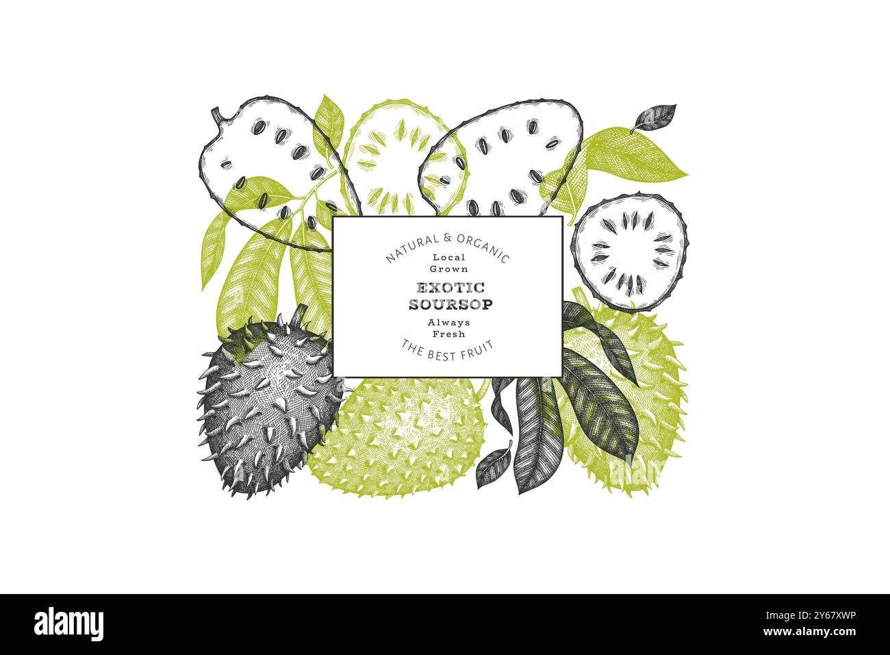 Hand drawn sketch style soursop fruit banner. Organic fresh fruit ...