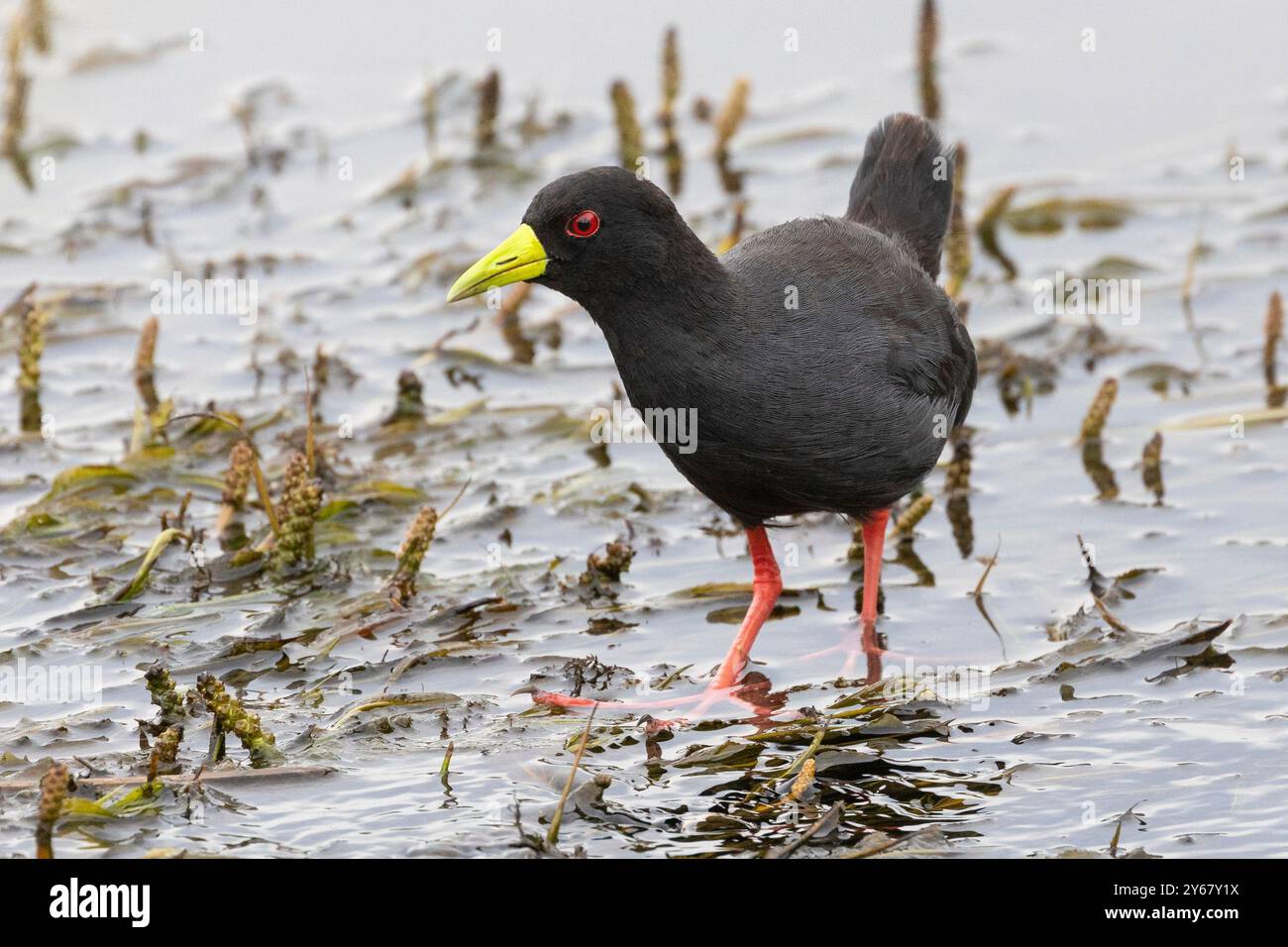 Black Crake (Zapornia flavirostra) in wetland habitat, Kruger National ...