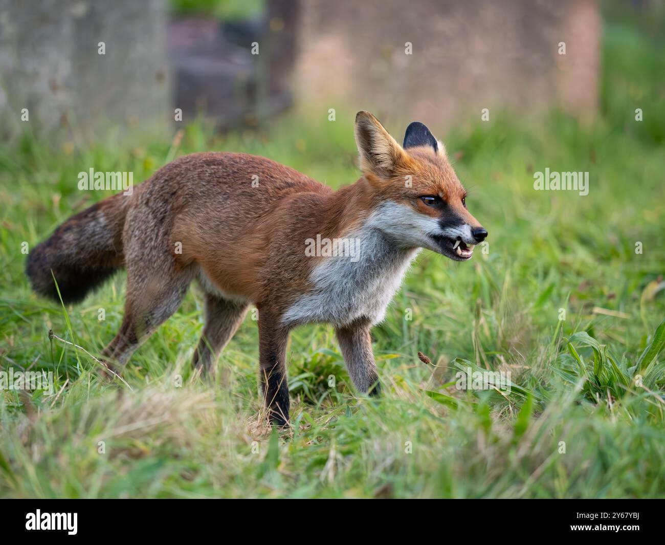 Red fox [vulpes vulpes] on the prowl in the city of Bristol, UK Stock ...