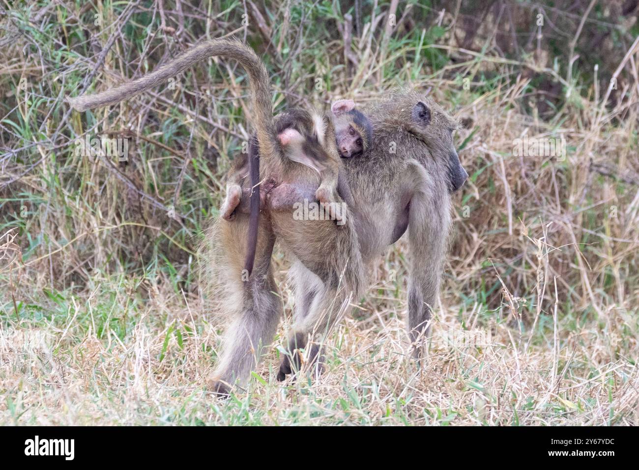 Female Chacma Baboon (Papio ursinus) carrying her baby on her back in ...