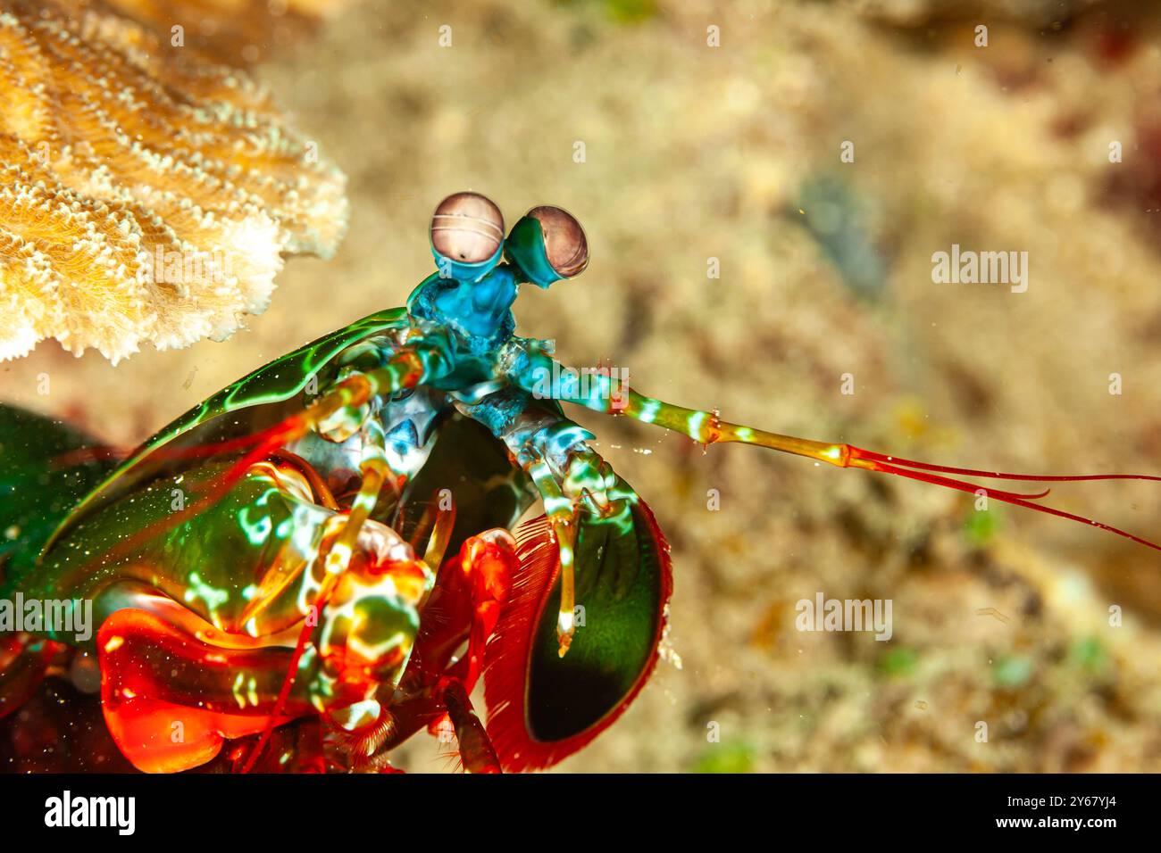 Indonesia, Raja Ampat, Peacock Mantis Shrimp (Odontodactylus scyllarus ...