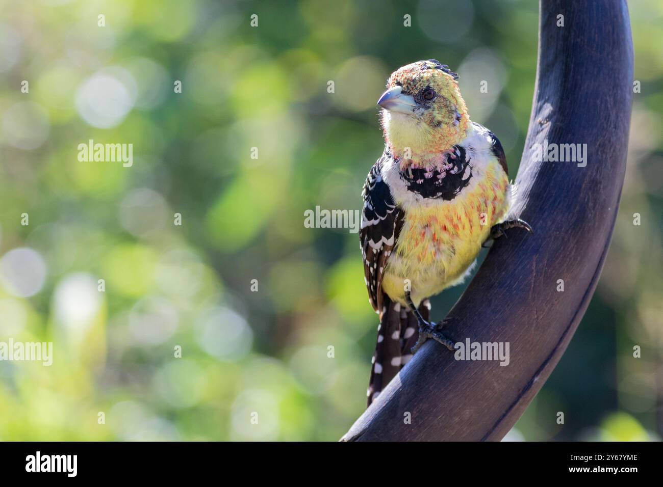 Crested Barbet (Trachyphonus vaillantii) Limpopo, South Africa etched ...