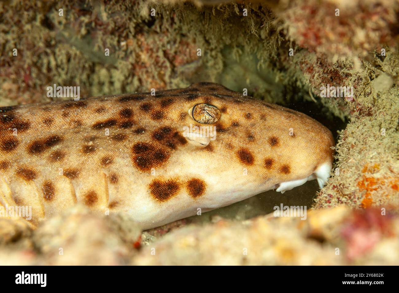 Indonesia, Raja Ampat, 'Walking Shark' Epaulette Shark (Hemiscyllum ...