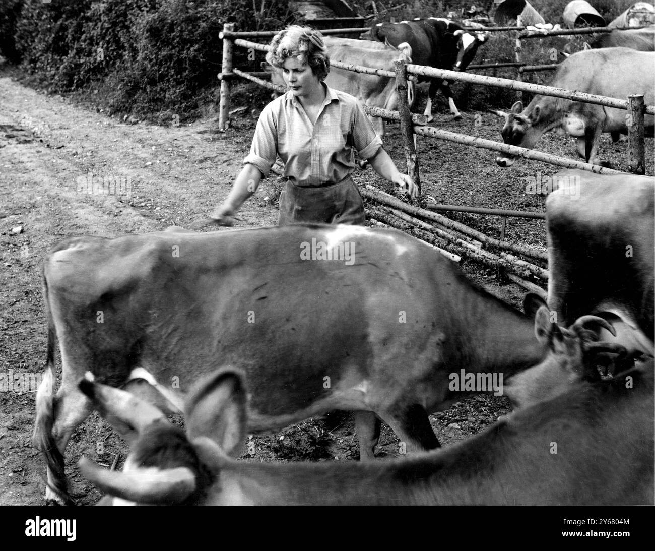Land girl herds cattle WW2 Stock Photo - Alamy