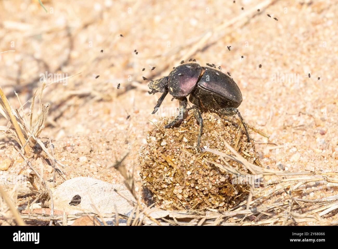 Dung Beetle rolling a ball of elephant dungsurrounded by a swarm of ...