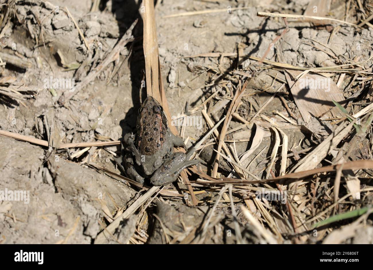 Toad in a puddle on a field path Stock Photo - Alamy