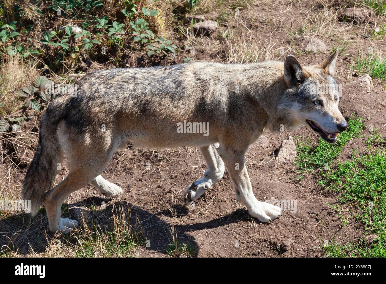 European Grey Wolf or Eurasian Wolf (Canis lupus lupus) on the prowl ...