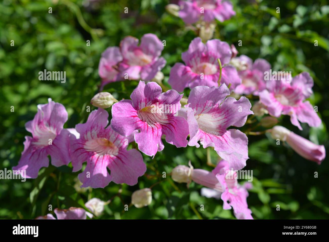 Pink trumpet flower, Bignonia rosado, also known as Podranea ...