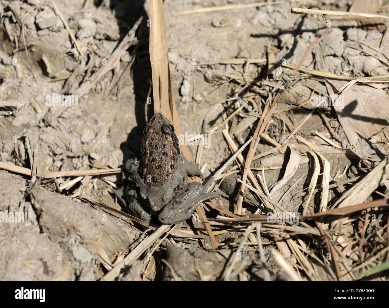 Toad in a puddle on a field path Stock Photo - Alamy