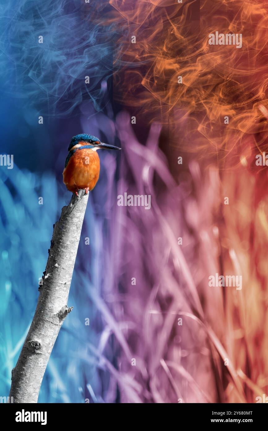 Orange and blue colour pop effect on bird hi-res stock photography and ...