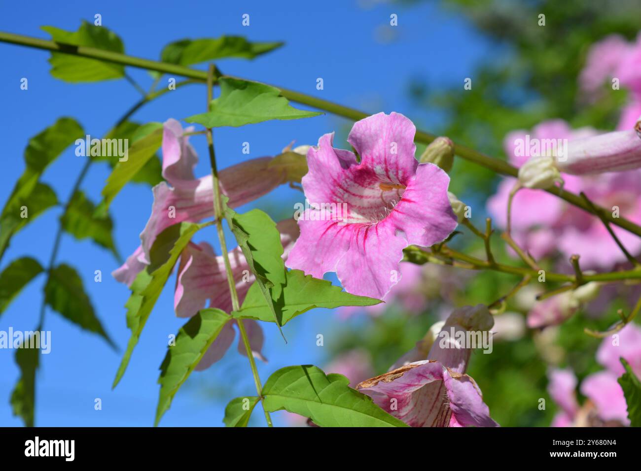 Pink trumpet flower, Bignonia rosado, also known as Podranea ...