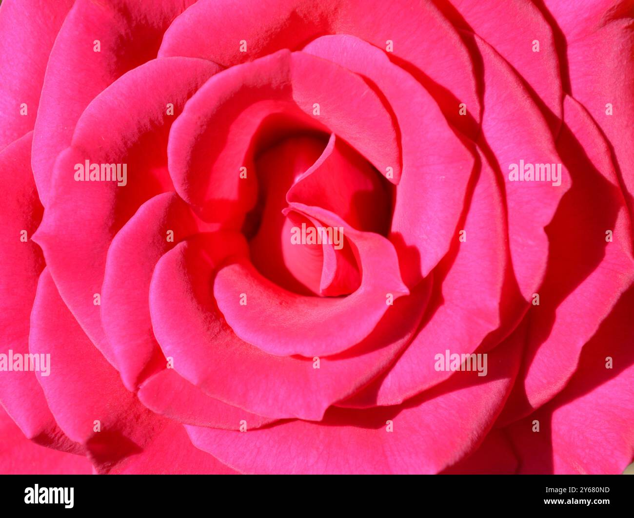 Beautiful, perfect bright pink rose, detail Stock Photo - Alamy