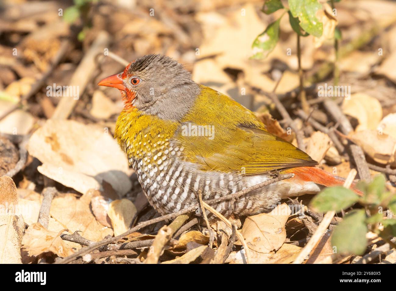 Green-winged Pytilia (Pytilia melba) aka Melba Finch Limpopo, South ...
