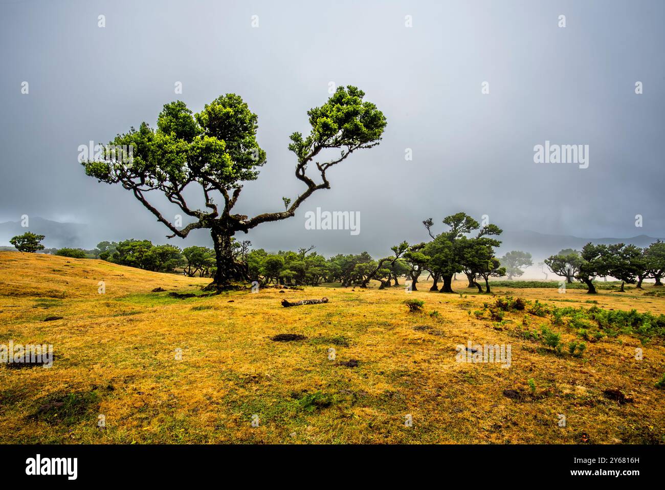 Unesco protected Laurisilva forest with fog and mist shrouded ghostly ...