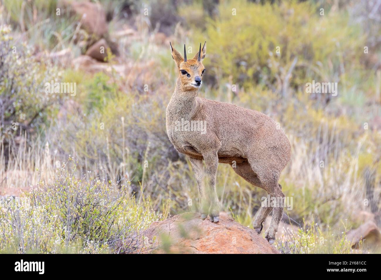 Klipspringer (Oreotragus oreotragus) male on rocks in mountain fynbos ...