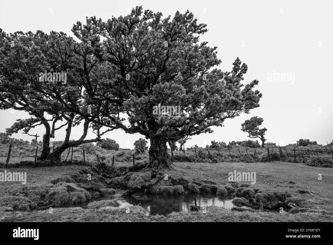 Unesco protected Laurisilva forest with fog and mist shrouded ghostly ...