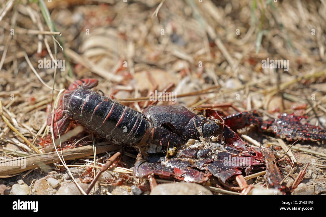 Crab animal aquatic animal dead on the beach Stock Photo - Alamy