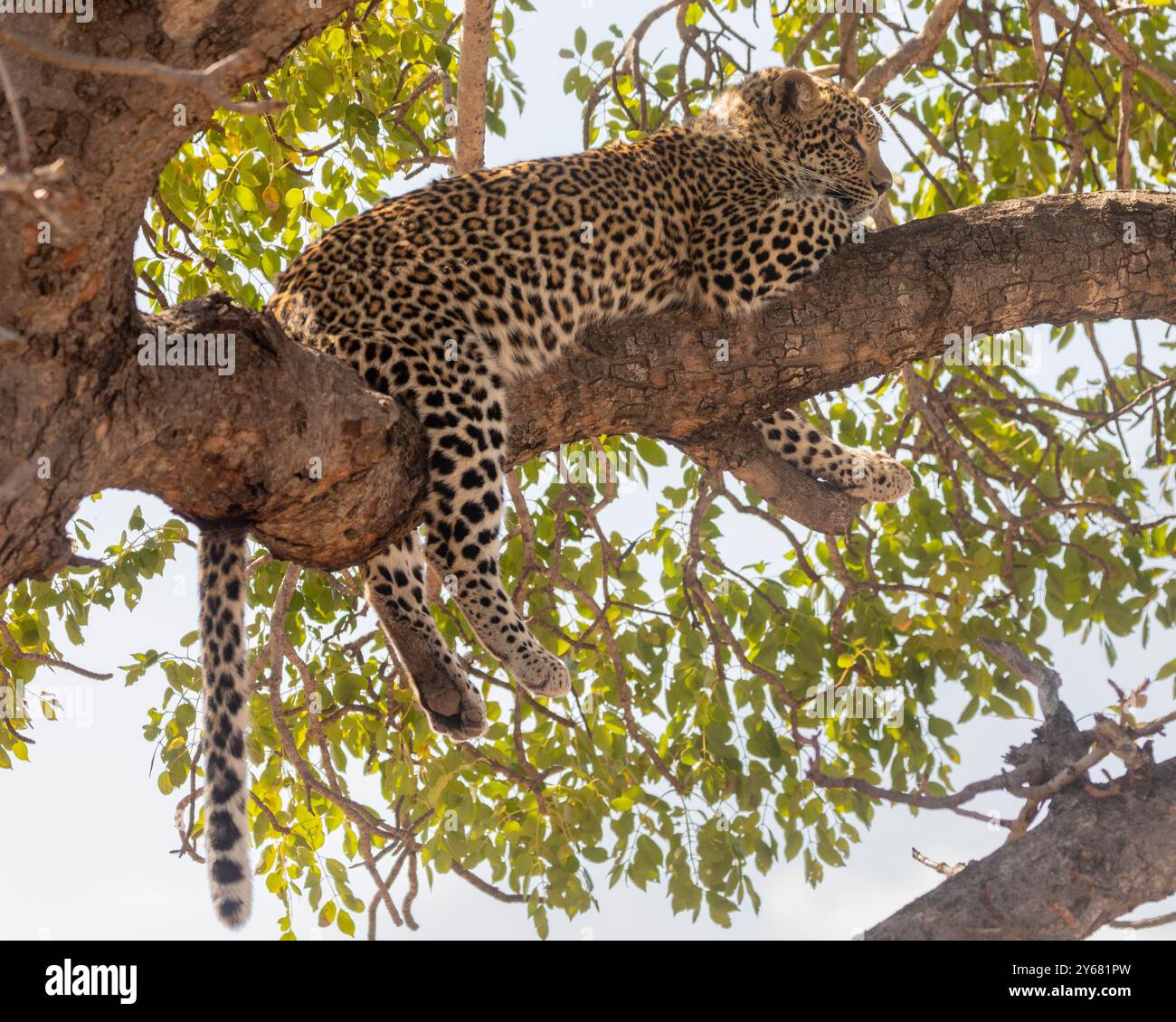 African Leopard (Panthera pardus), sleeping in a tree at sunrise Kruger ...