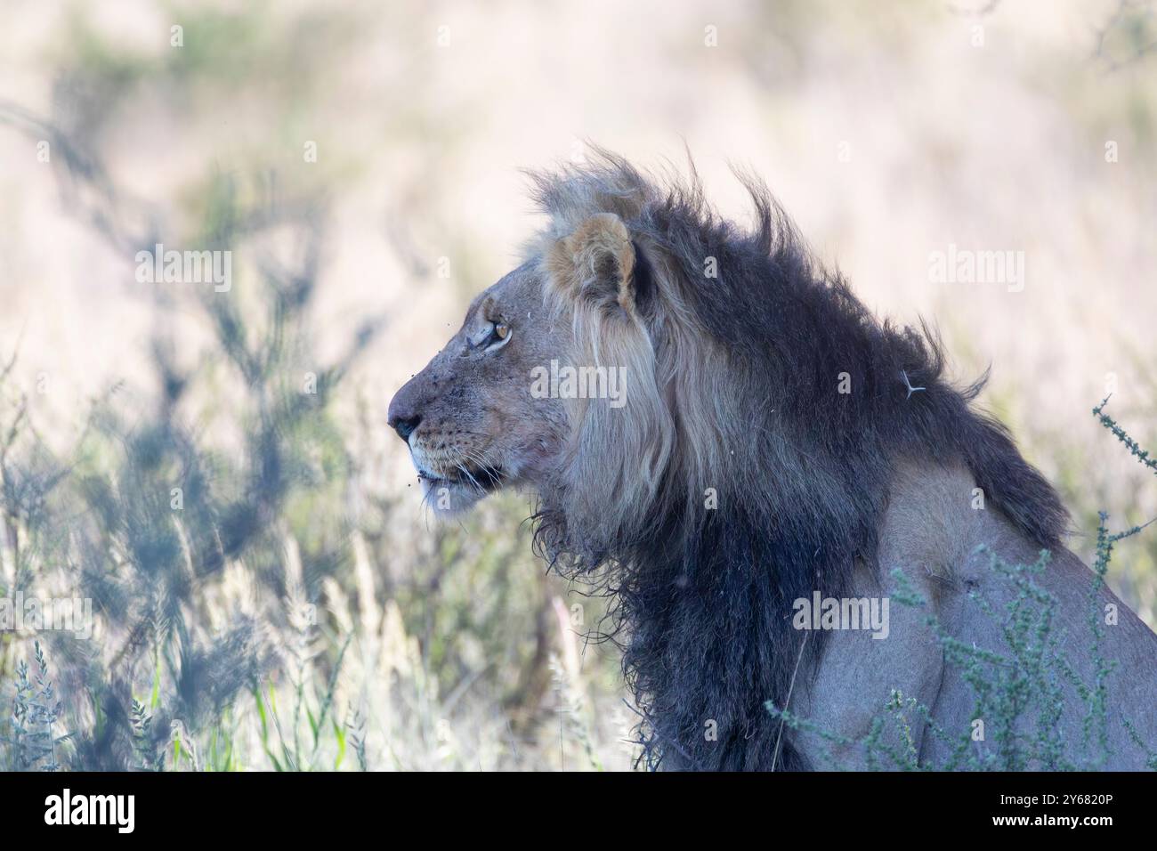 Lion in the dark hi-res stock photography and images - Alamy