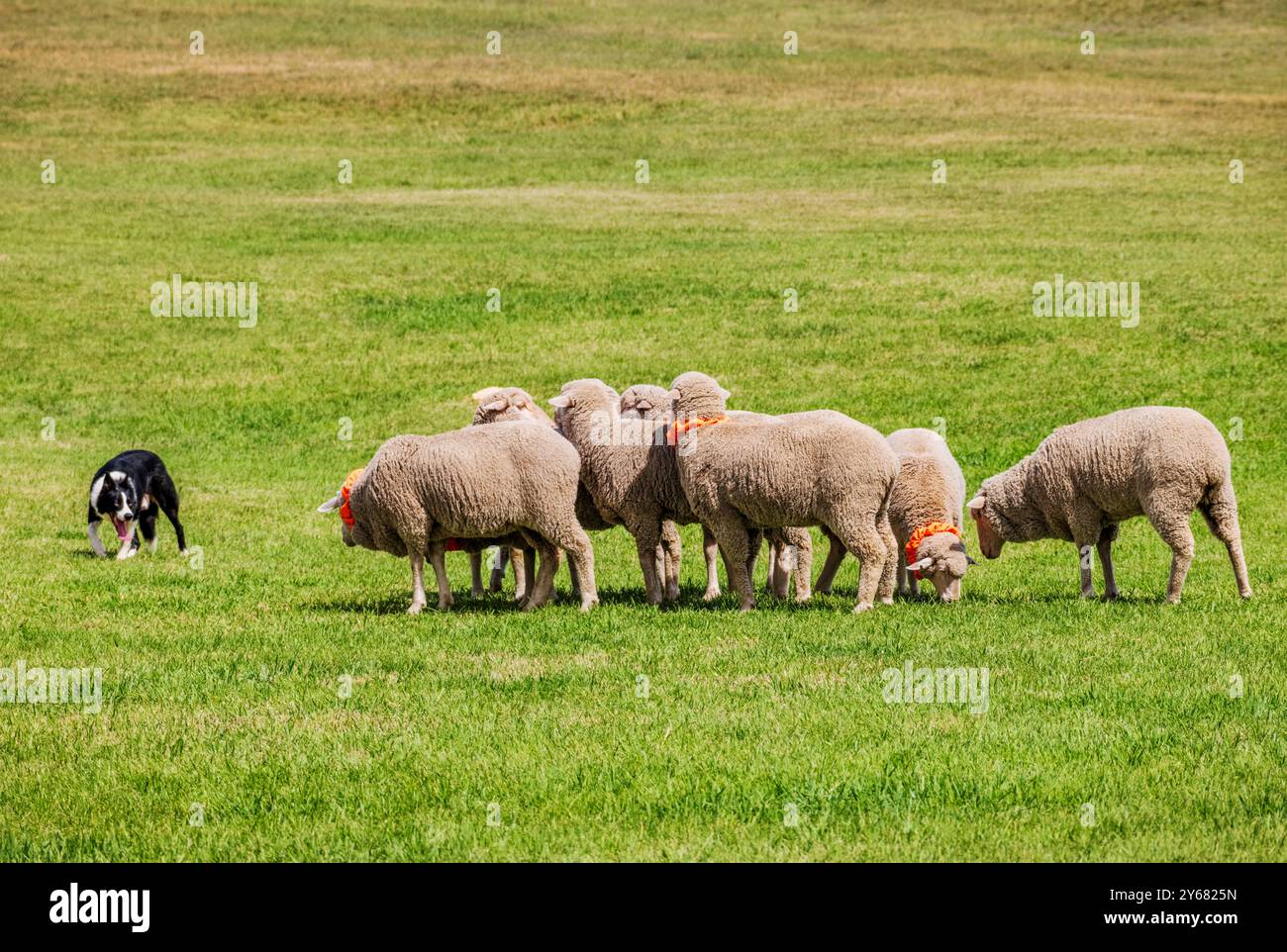 Border Collie herding sheep at the Meeker Classic Sheepdog Championship ...