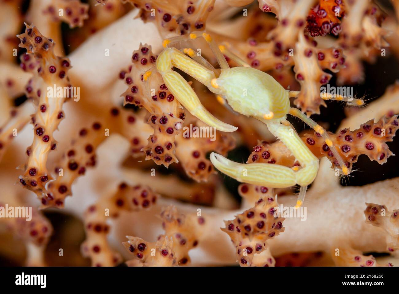Indonesia, Raja Ampat, Crowned Coral Crab (Quadrella coronata Stock ...