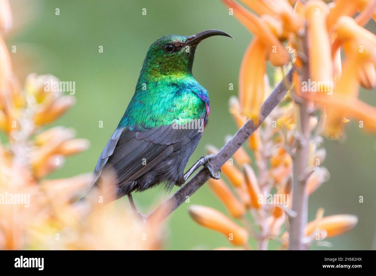 Marico Sunbird (Cinnyris mariquensis) adult male Limpopo, South Africa ...
