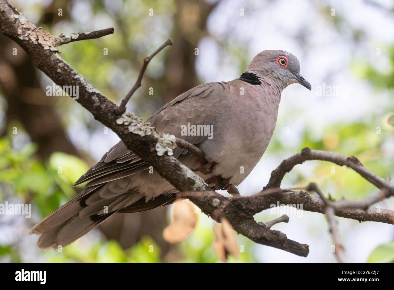 African Mourning Dove or Collared Mourning Dove (Streptopelia decipiens ...