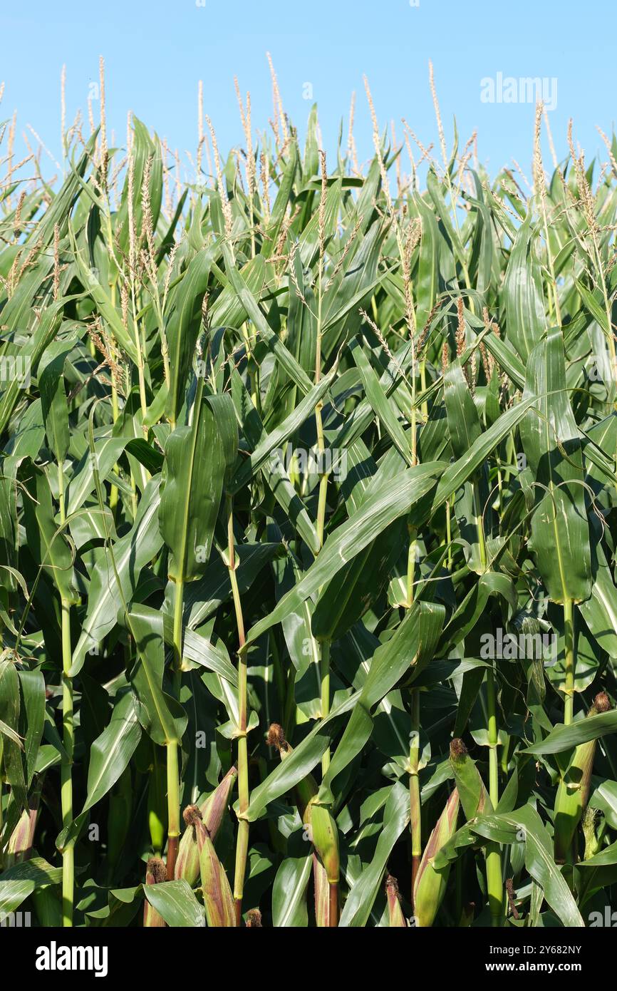 Maize corn growing tall in UK in September 2024 Stock Photo - Alamy
