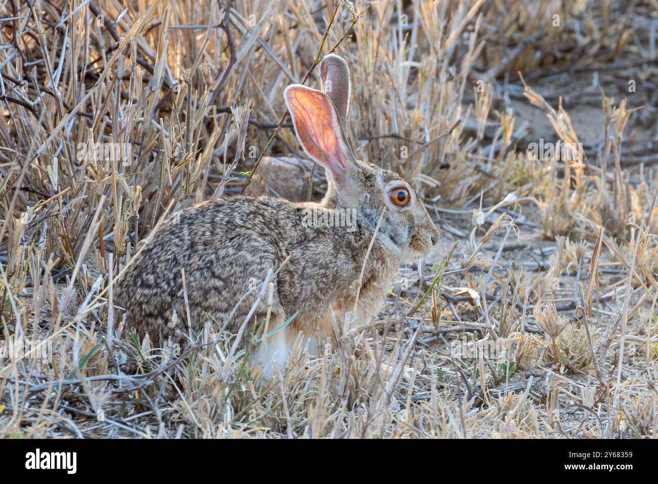 Srub Hare (Lepus saxatilis) in grassland savannah at sunset Kruger ...