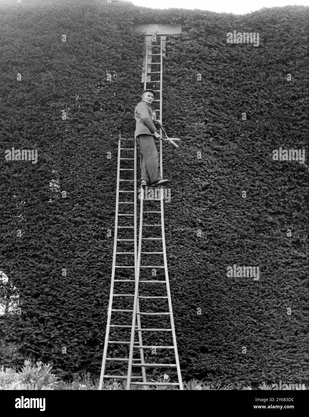 A tall job for Joseph Brigden, 75 as he gives the yearly trim to a ...