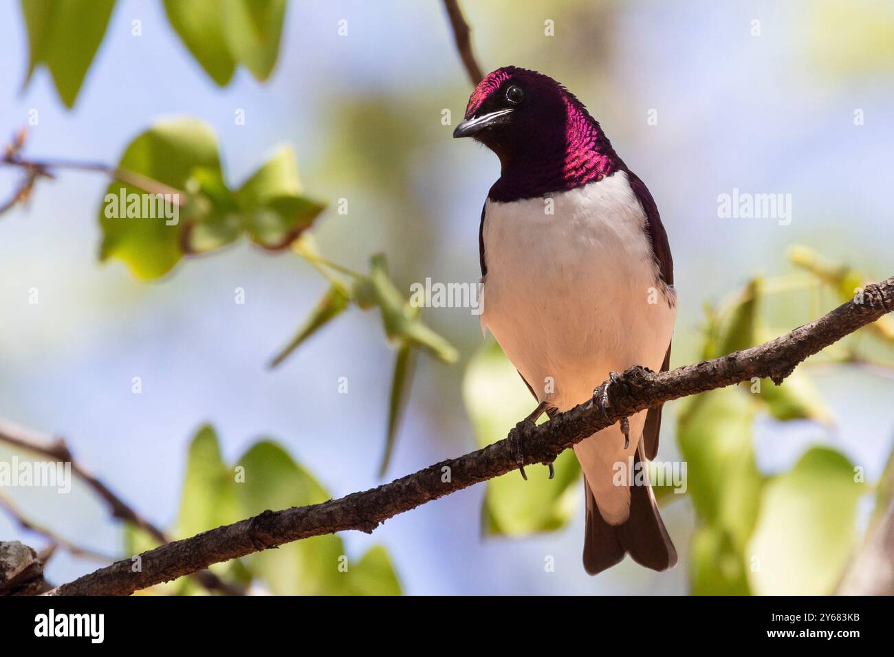 Intra african migratory bird hi-res stock photography and images - Alamy