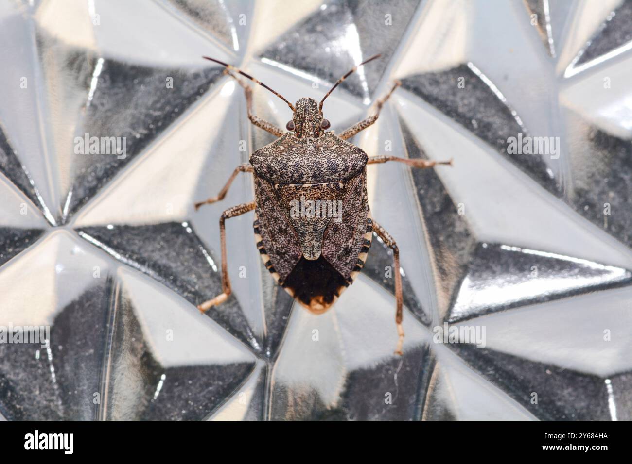 Insects. Brown marmorated stink bug. Scientific name Halyomorpha Stock ...