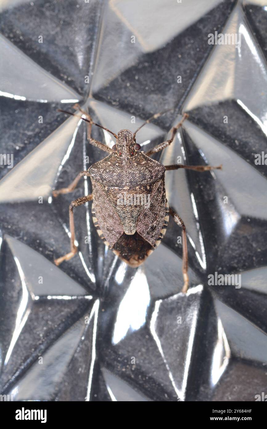 Insects. Brown marmorated stink bug. Scientific name Halyomorpha Stock ...