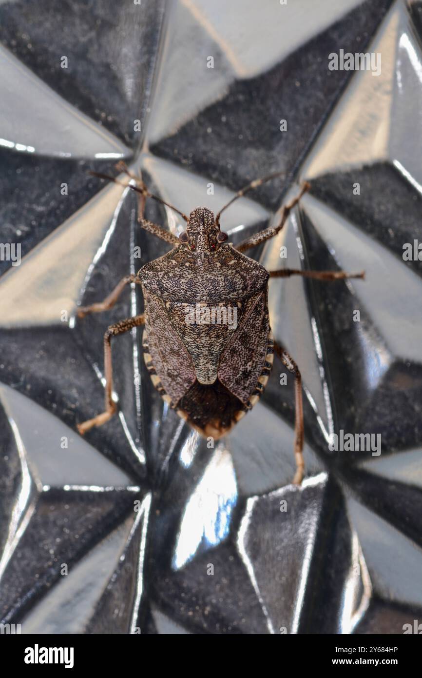 Insects. Brown marmorated stink bug. Scientific name Halyomorpha Stock ...