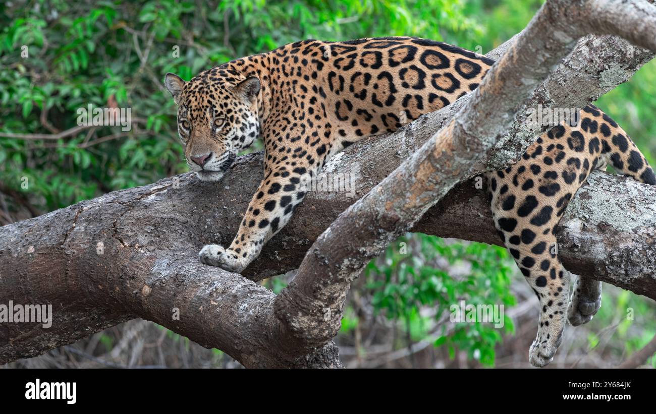 Jaguar in tree hi-res stock photography and images - Alamy