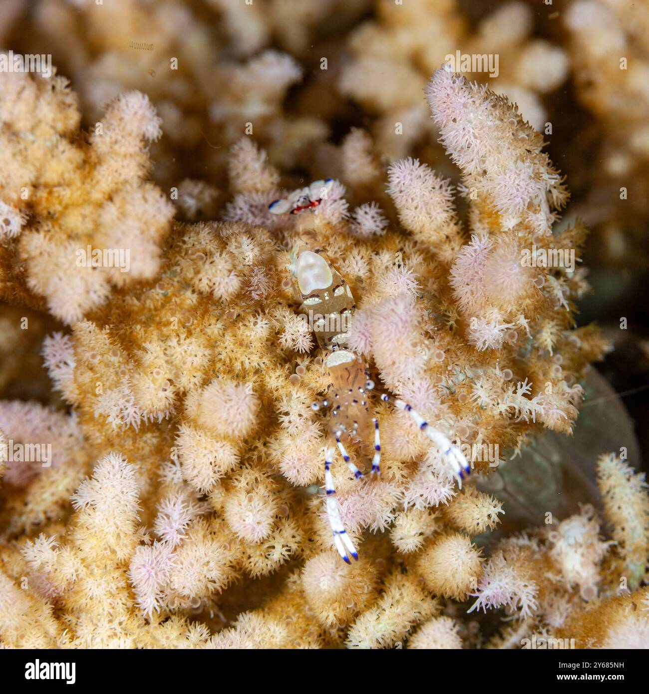 Indonesia, Raja Ampat, Long-arm Cleaner Shrimp (Ancylomenes longicarpus ...