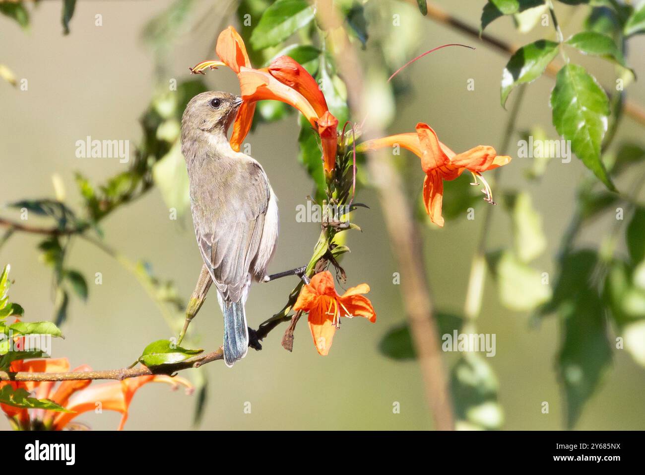 White-bellied Sunbird (Cinnyris talatala) female gathering nectar on ...