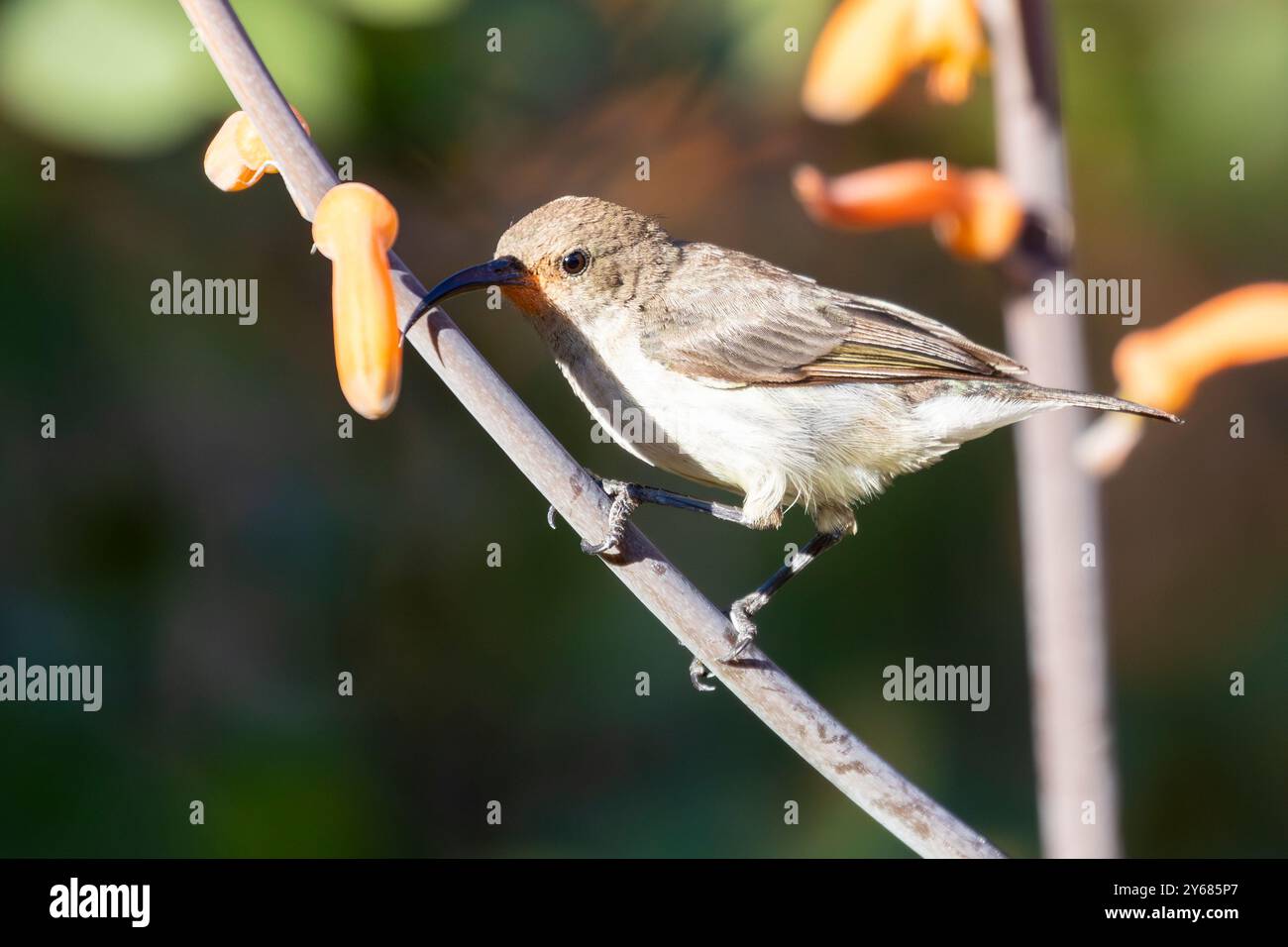 White-bellied Sunbird (Cinnyris talatala) female gathering nectar on ...