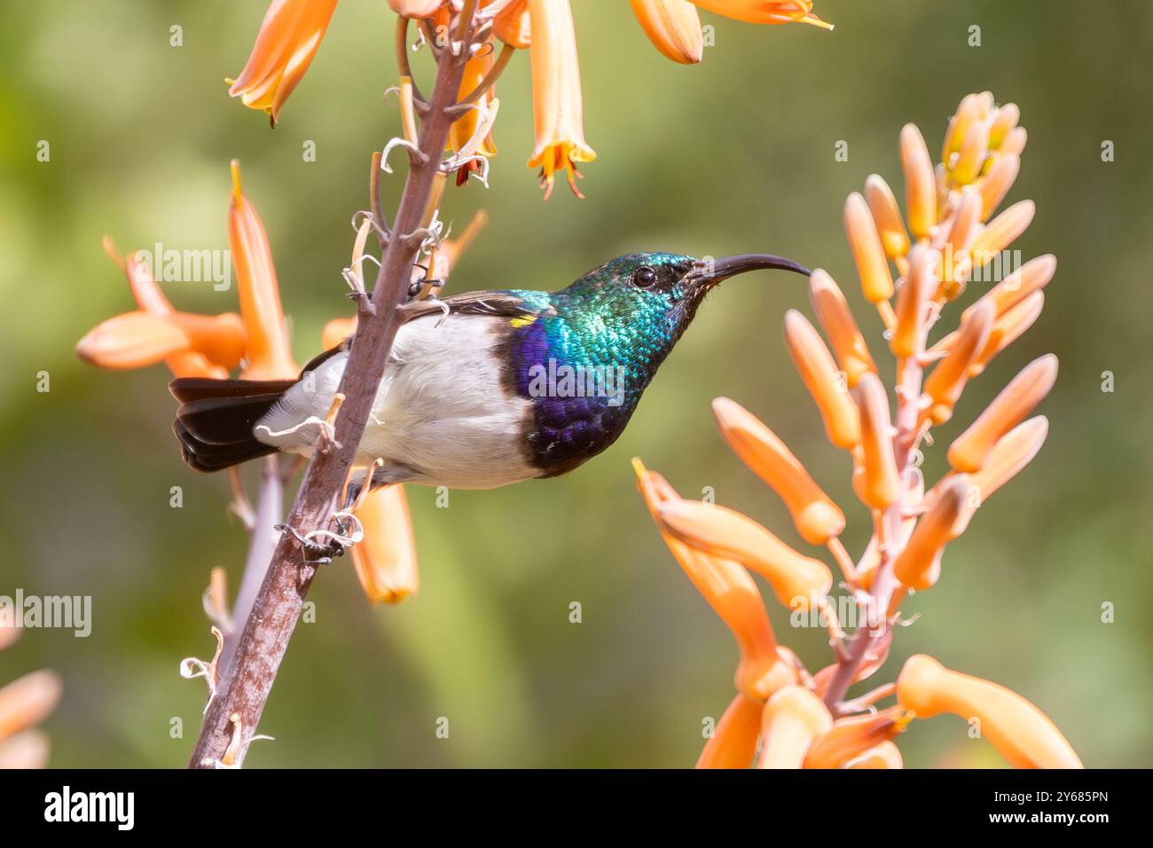White-bellied Sunbird (Cinnyris talatala) male on aloe, Limpopo, South ...