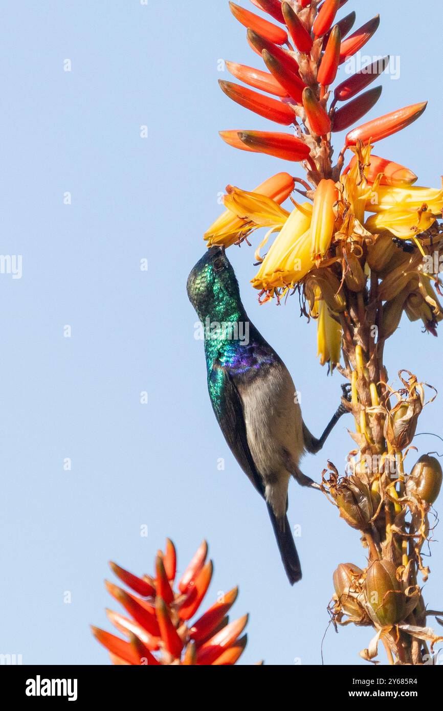 White-bellied Sunbird (Cinnyris talatala) male foraging for nectar on ...