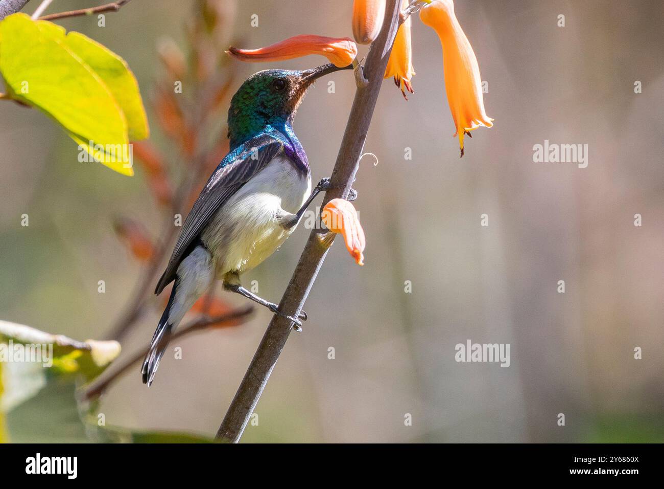 White-bellied Sunbird (Cinnyris talatala) male with pollen on throat ...