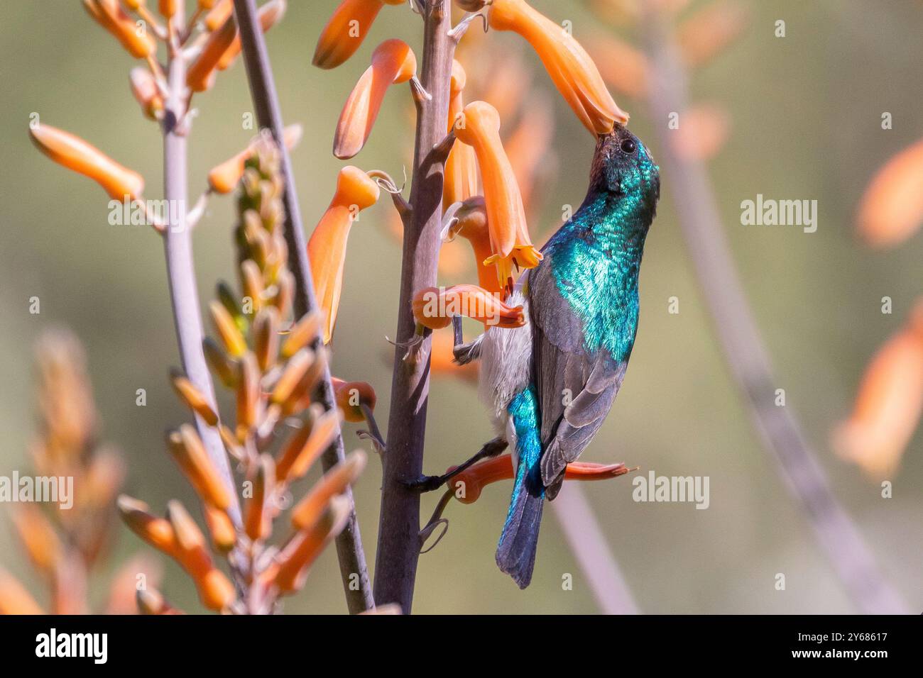 White-bellied Sunbird (Cinnyris talatala) gathering nectar on aloe ...